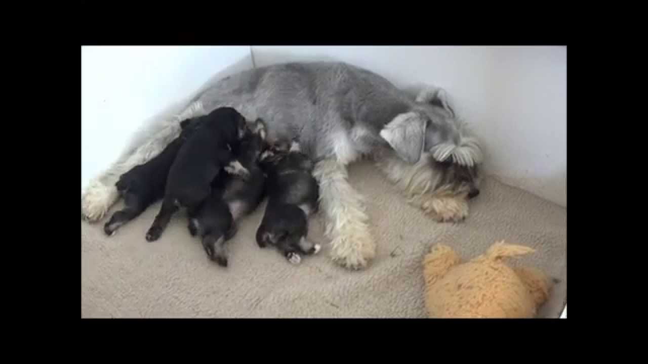 Cookies - Miniature Schnauzer Puppies - 2 weeks old - YouTube