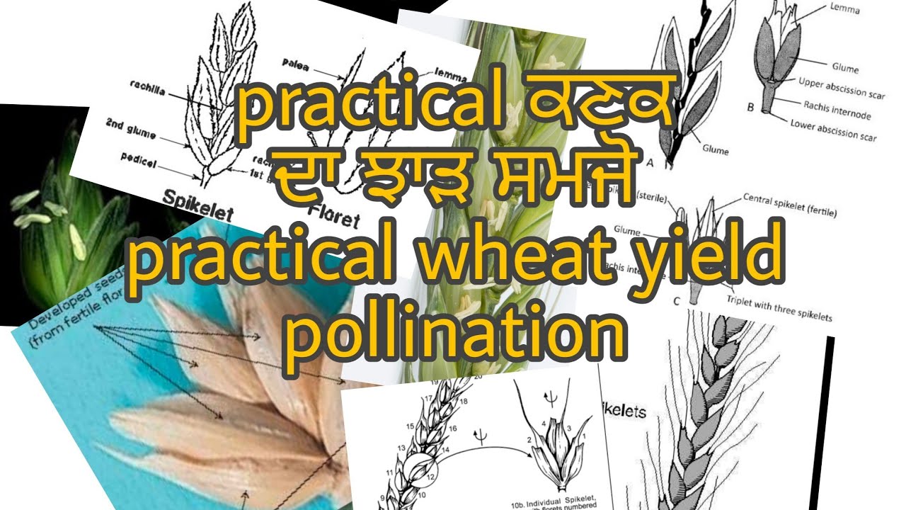 Practical ਕਣਕ ਦਾ ਝਾਡ਼#wheat yield#pollination process - YouTube
