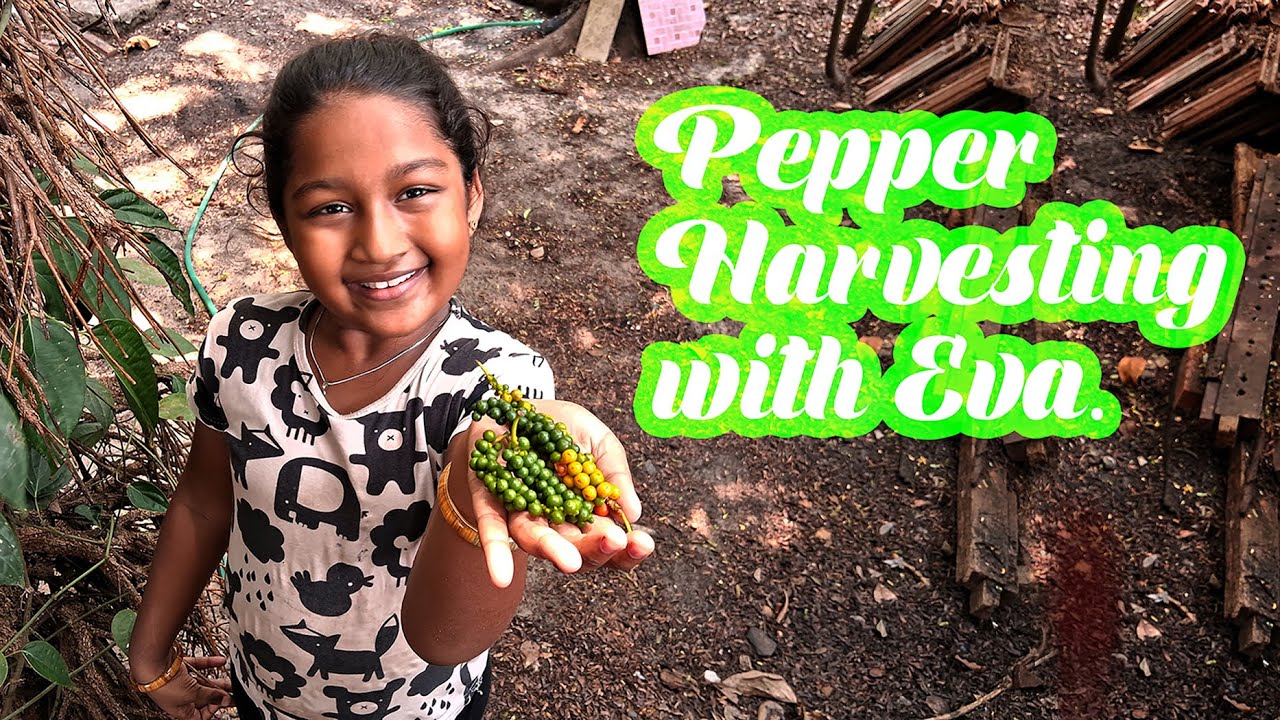 Pepper Harvesting with Eva - YouTube