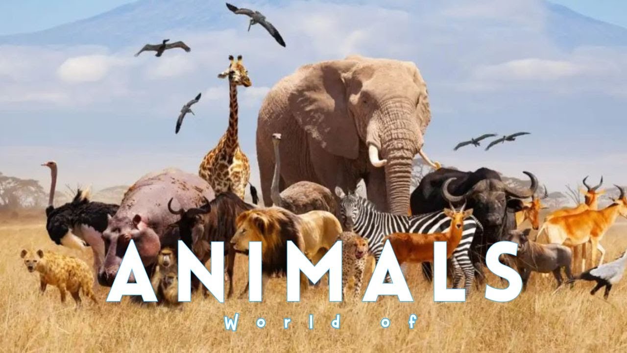 Journey Through the Wild – Discover Nature’s Most Amazing Animals ...