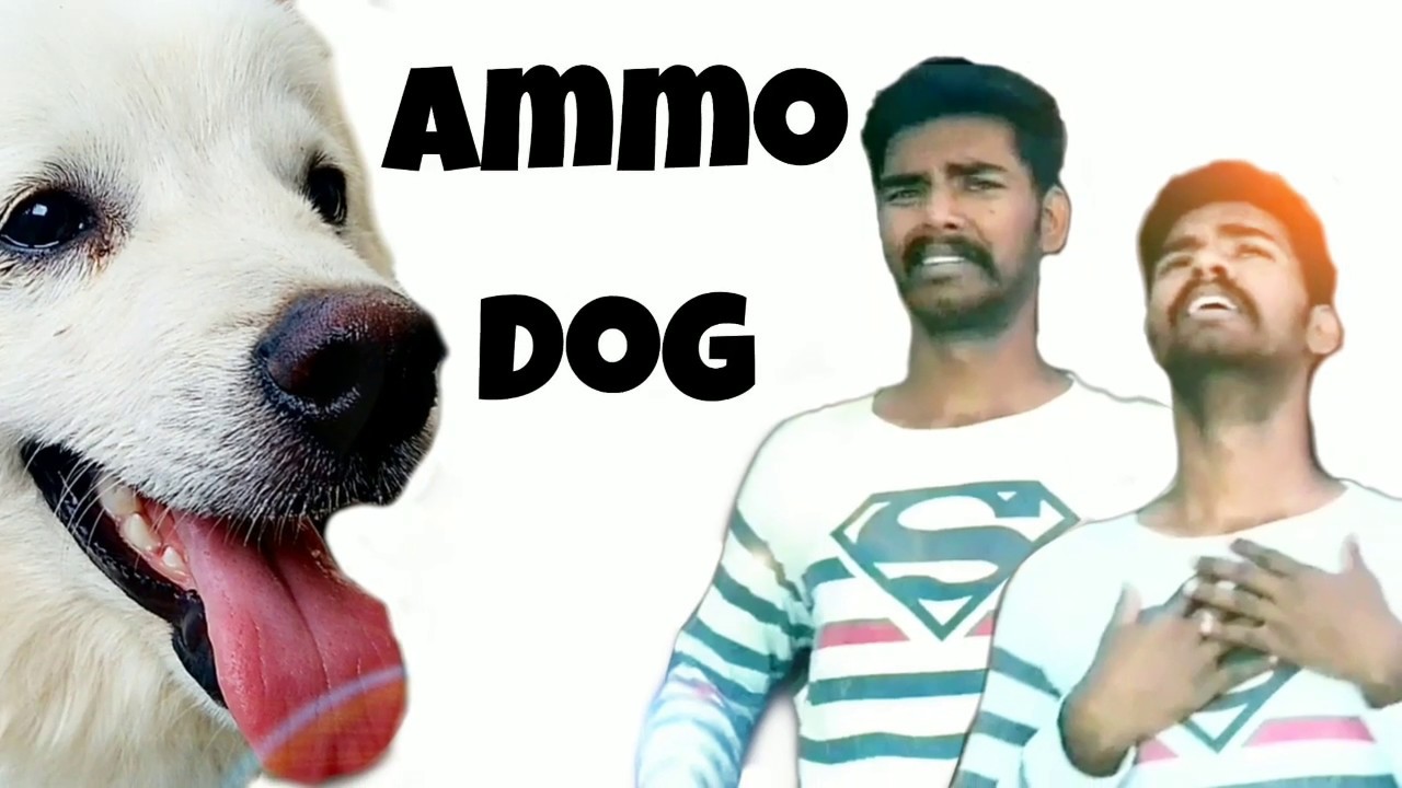 Ammo Dog - YouTube