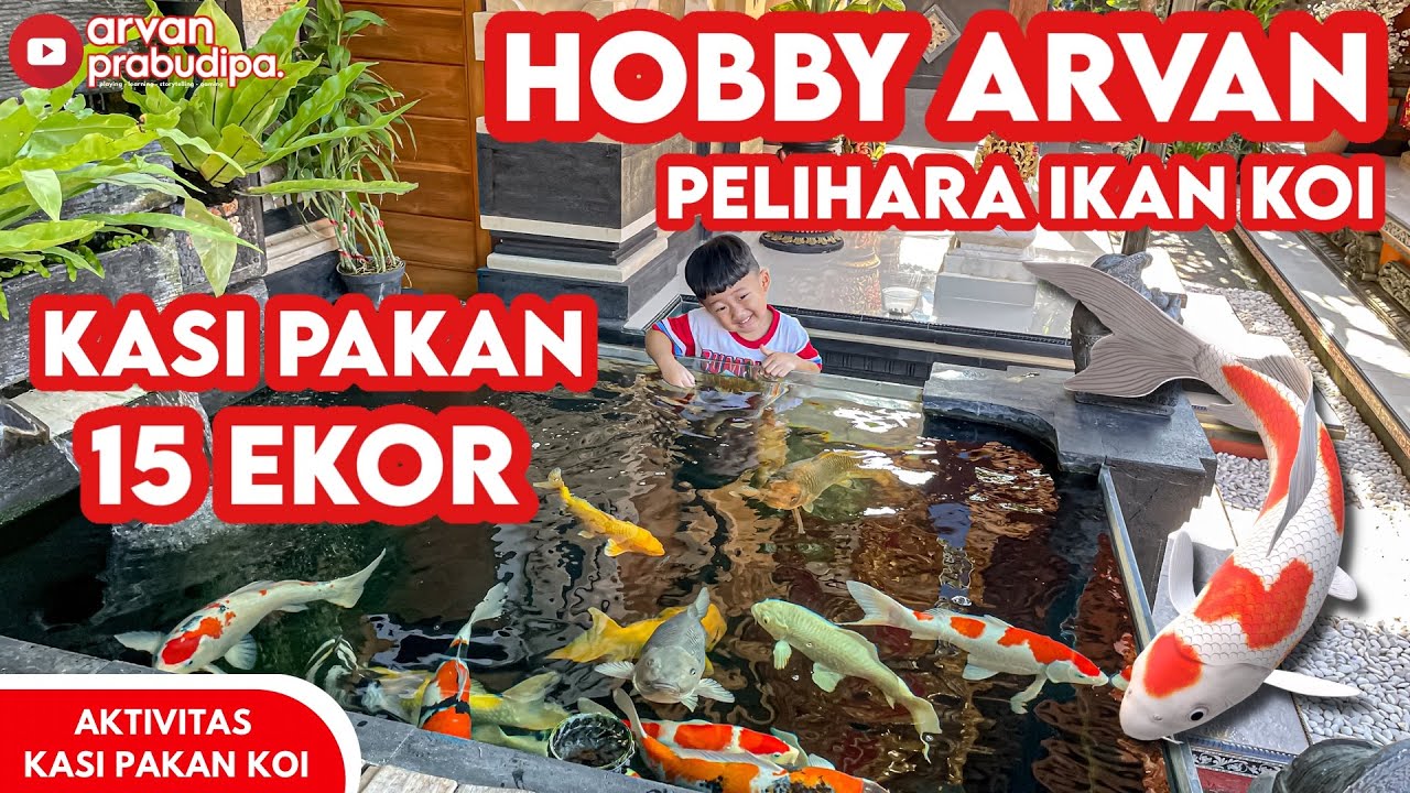 HOBBY IKAN KOI! PELIHARA 15 KOI DI RUMAH UKURAN 35-50cm DAN PALING SERU ...