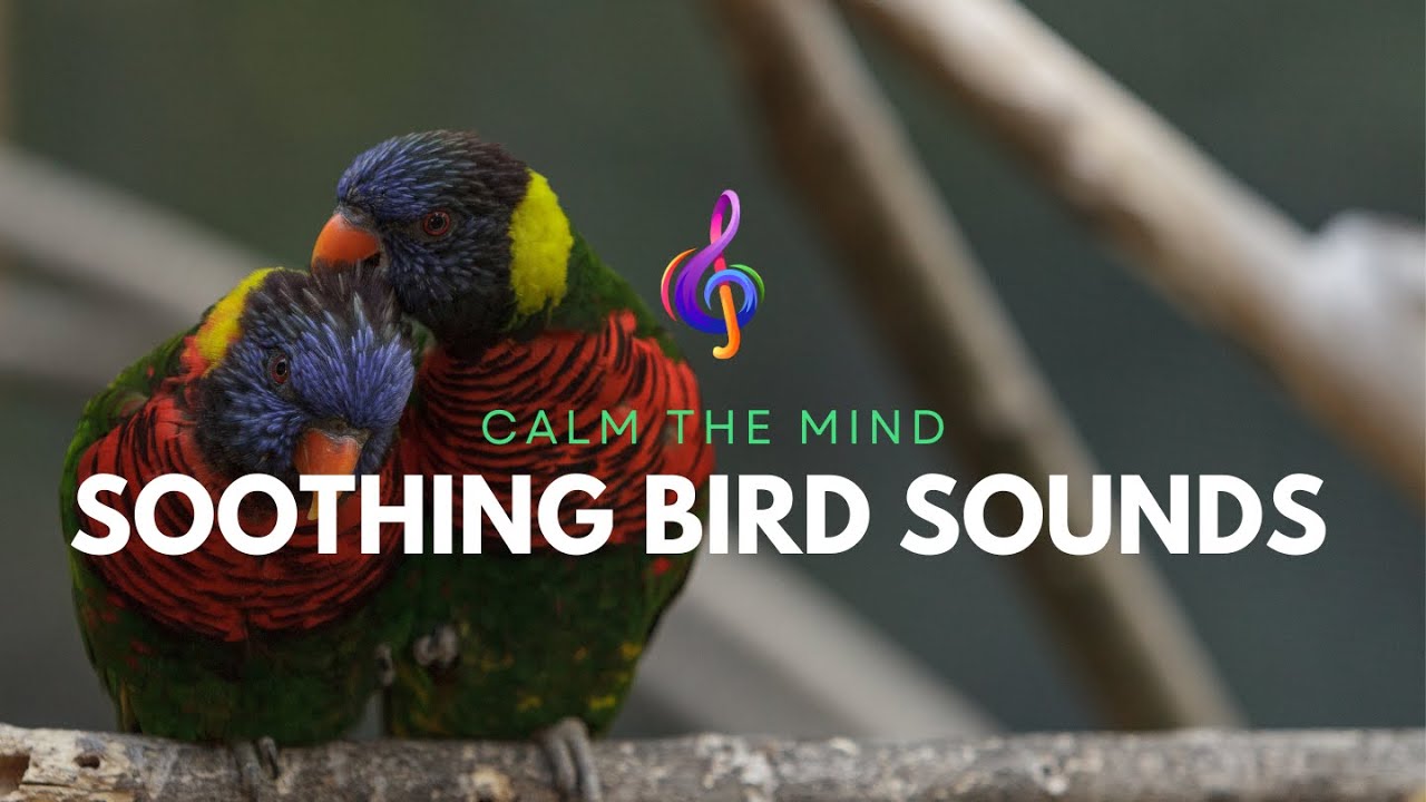 1 Hour of Bird Sounds for Relaxation - Nature Sounds Music for ...