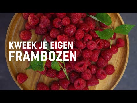 Frambozen planten, kweken en oogsten | DIY video | Pokon: Groen doet je goed!