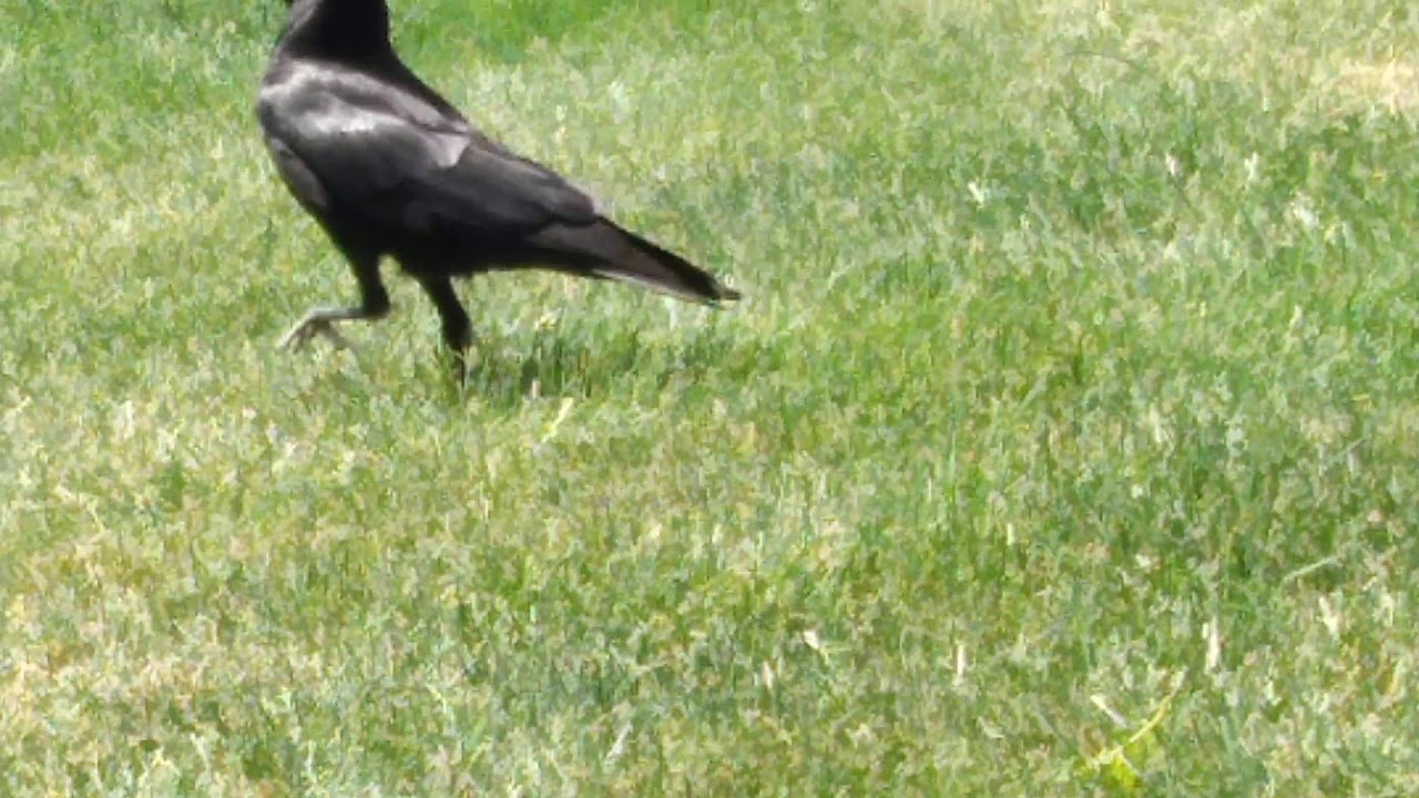 Meeting a friendly crow - YouTube