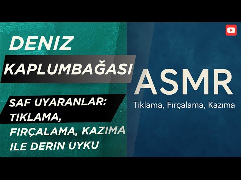 Deniz Kaplumbağası ASMR 🐢 | Saf Uyaranlar: Derin Uyku İçin Tıklama, Fırçalama ve Tırmalama Sesleri