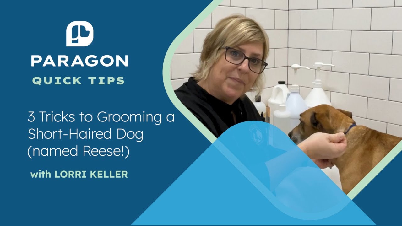 Quick Tips: 3 Tricks to Grooming a Short-Haired Dog (named Reese!) with ...