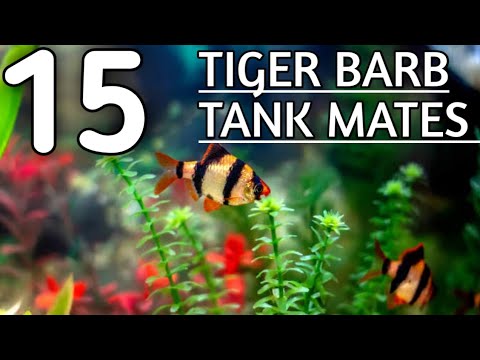 Tiger barb tank mates | What fish can live with a tiger barb . - YouTube