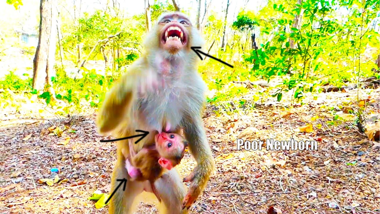 Cute fun mother SARIKA stands up with s😭cr-ea-ming no hug baby monkey ...