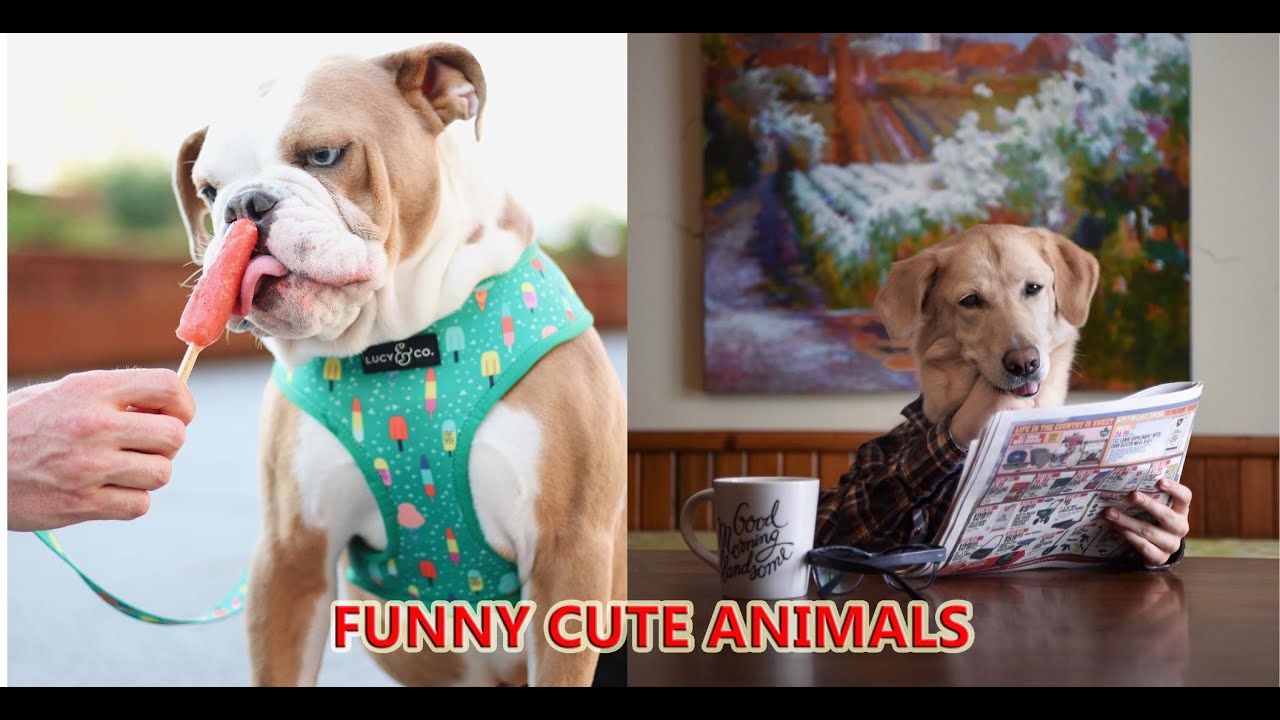 FUNNY ANIMAL VIDEOS | Fails Compilation | FailGag | Try not to laugh ...