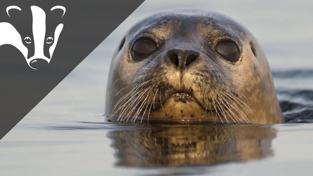 The Essex Coastal Challenge - The Kentish Knock East Marine ...