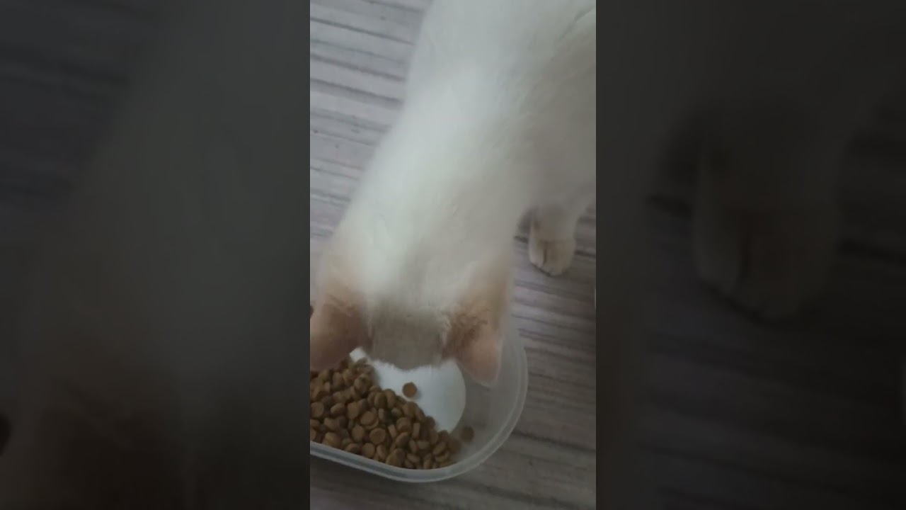 @Katakit Baby TV @iKON #cat #shorts - YouTube