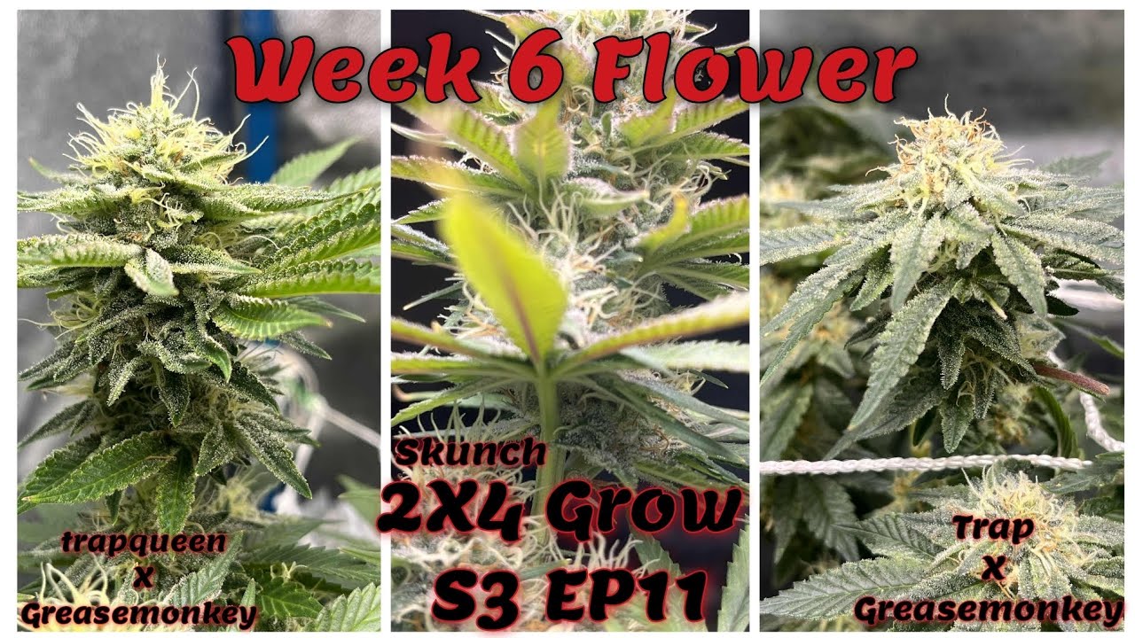 Week 6 Flower TrapqueenXGreaseMonkey & Skunch - YouTube