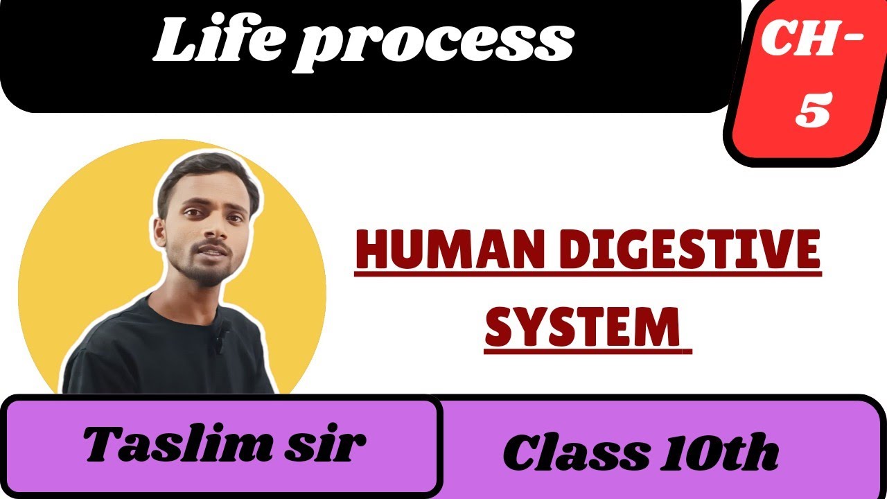 Human digestion // class 10th // human digestive system class 10th ...