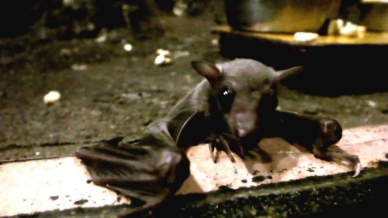 Too cute!! Young Leschenault`s Rousette.デマレルーセットオオコウモリの子供。 - YouTube