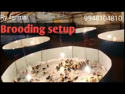 Day old brooding Setup (బ్రూడింగ్ పెట్టె పద్దతి ) 9948104810 karimnagar ...