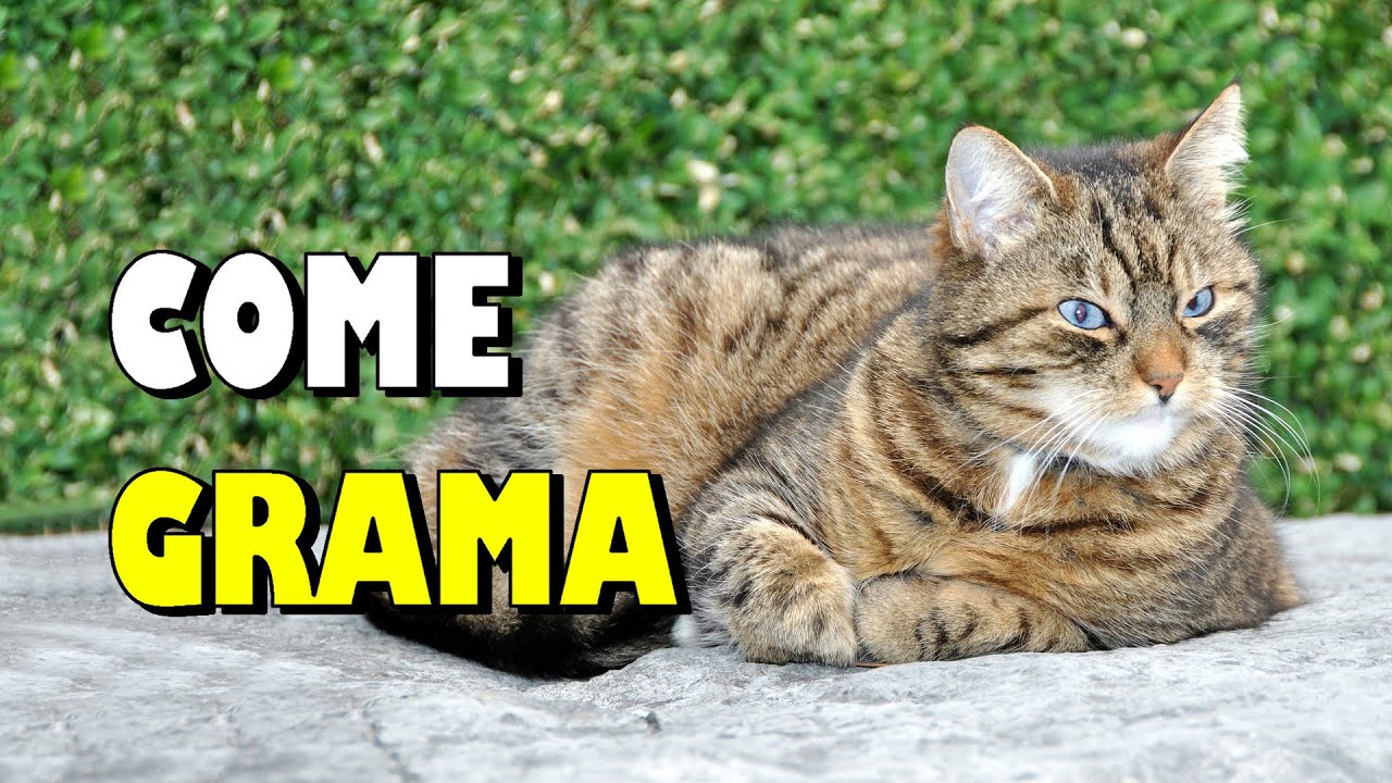 POR QUE O GATO COME GRAMA? Faz bem o gato comer grama? - Gatil Hauser ...