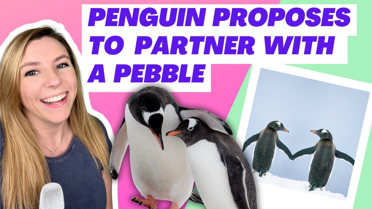 Penguin proposes to his partner with a very special pebble and hopes ...