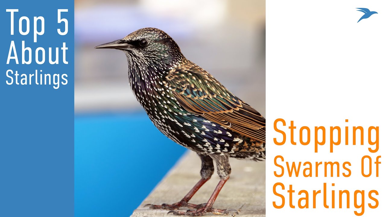 5 Things to Know About Starlings - YouTube