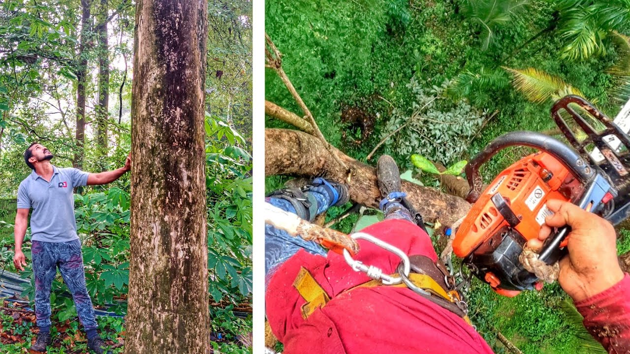 ഒരു തേക്ക് മുറിക്കുന്നത് കണ്ടാലോ 🤩 | Biggest Teak tree Cutting | Gopro ...