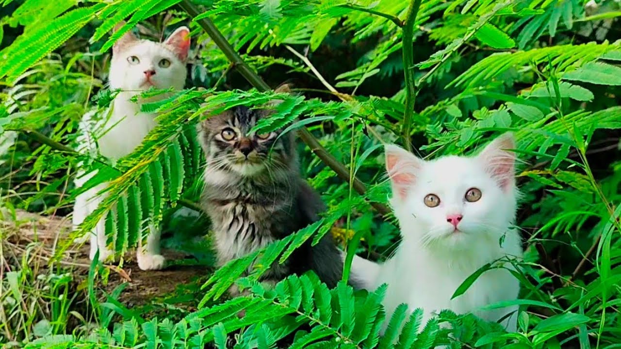 katter som leker - Animal Cat Funny And Kitten Cat - Cat cutes - Billi ...