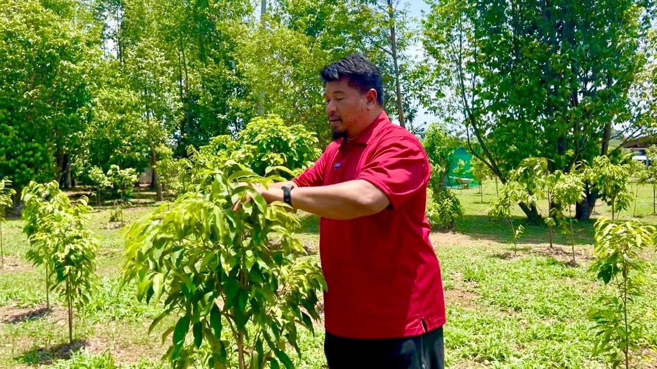 IMPACT of PROPER vs IMPROPER INOCULATION on AGARWOOD + Planting ...