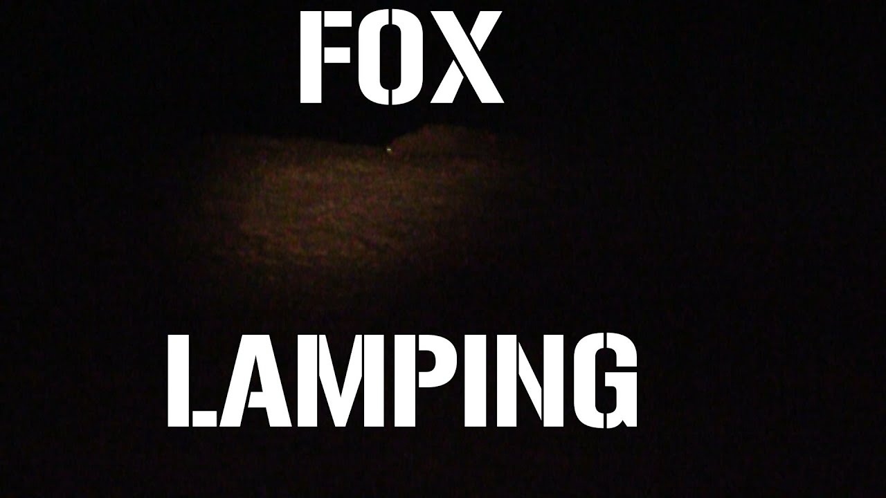Lamping Foxes, Night one - YouTube