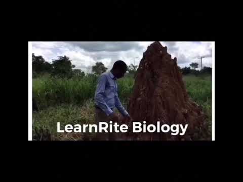 Learn rite - YouTube