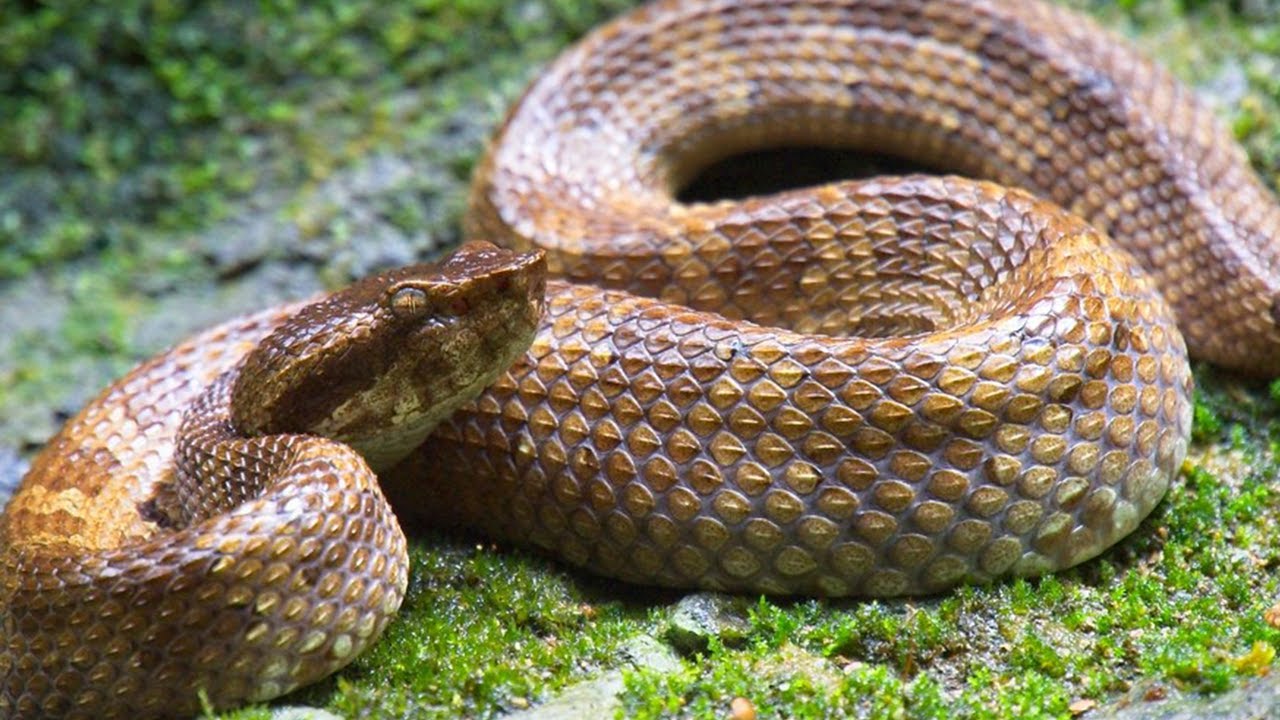 🐍 Serpiente Habu: Una VÍBORA que MERECE RESPETO 💂‍♂️ - Animales ...
