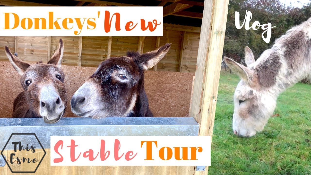 NEW Donkey Stable TOUR | Barn Vlog | This Esme - YouTube
