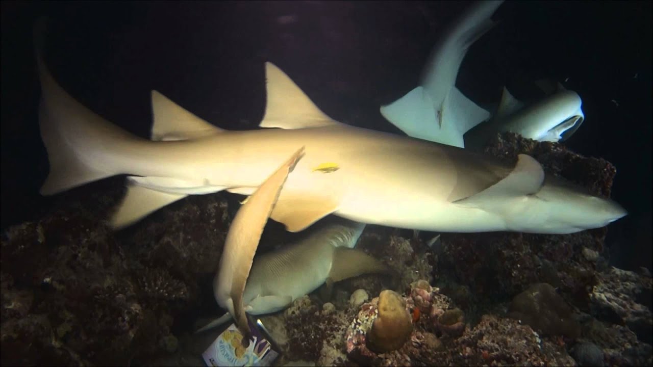 Night Dive at Alimatha, Maldives. April 2014 - YouTube