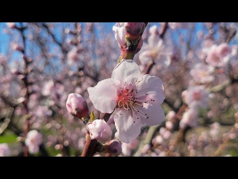 Peach Bloom Timelapse @brecknockorchard