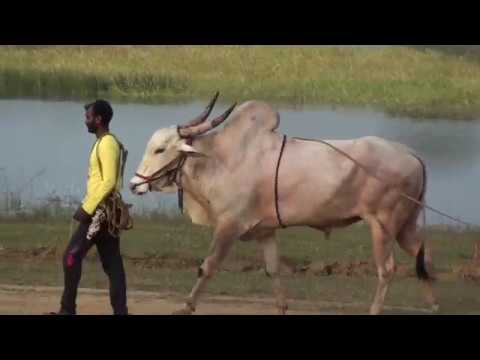 Fantastic run by hallikar ox with khillari bull - YouTube