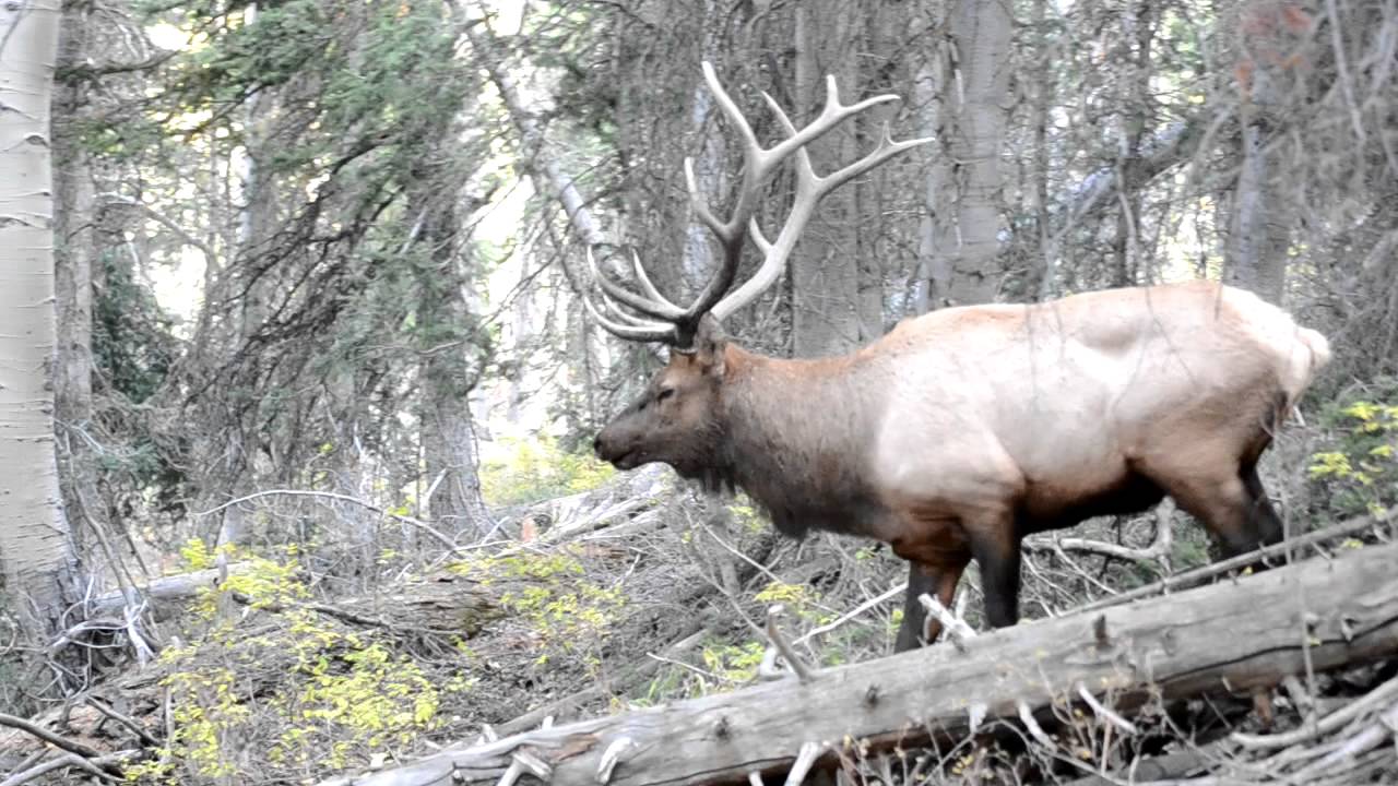 Utah Bull Elk 10 Yards - YouTube