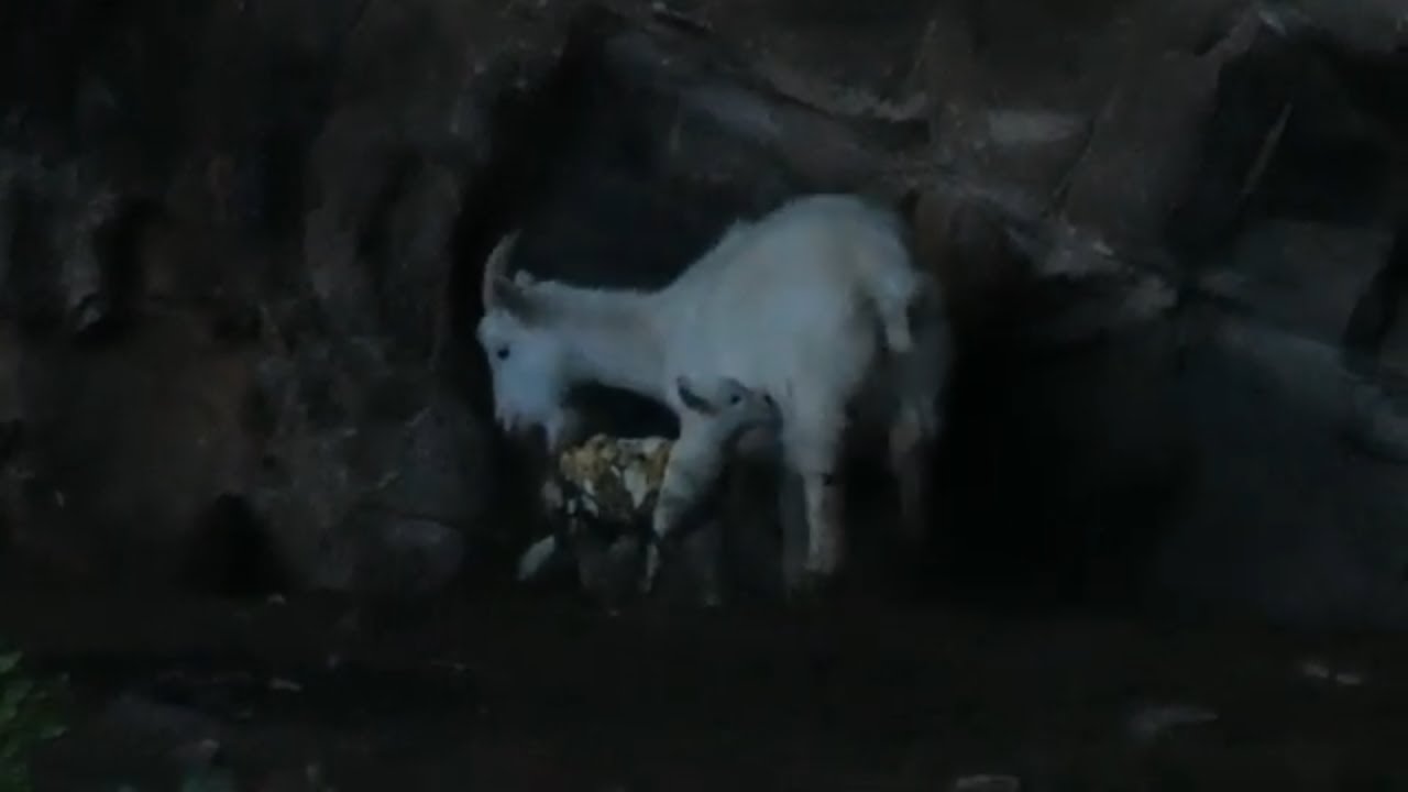 Newborn Baby Great Orme Goat - YouTube