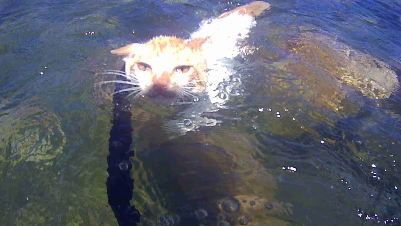 Aksi kucing berenang di sungai || test hasil camera action harga 300 rb ...