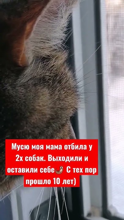 Реакция кошки на собаку Youtube