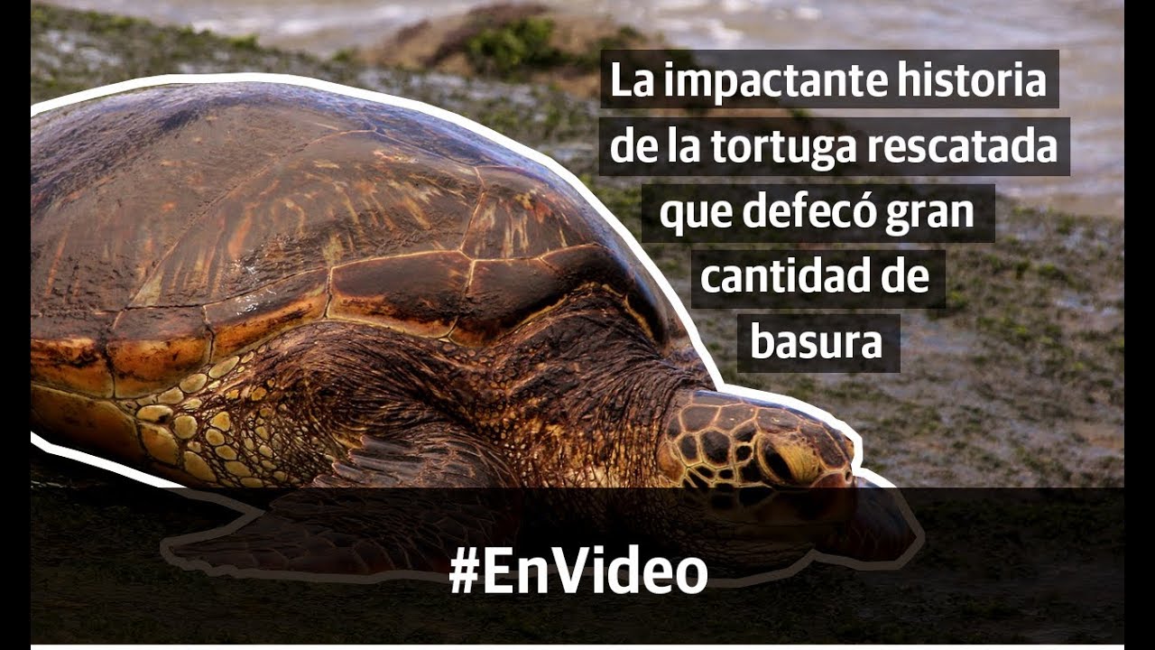 La impactante historia de la tortuga rescatada que defecó gran cantidad ...