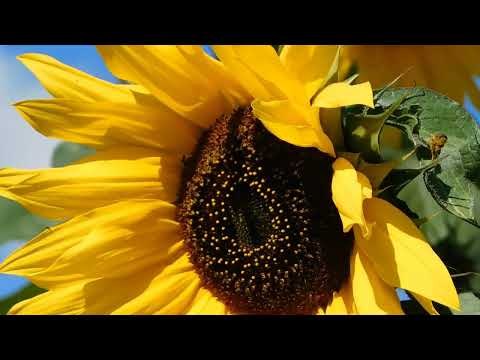 En Güzel Bahar🌼 Görüntüleri Dinlendirici Bahar Manzaraları|Relaxing scenery #relaxing #relaxingvideo