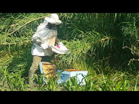 Adana Ceyhan Çiflikler mh. - Arı oğul toplama - Gökhan Aydız