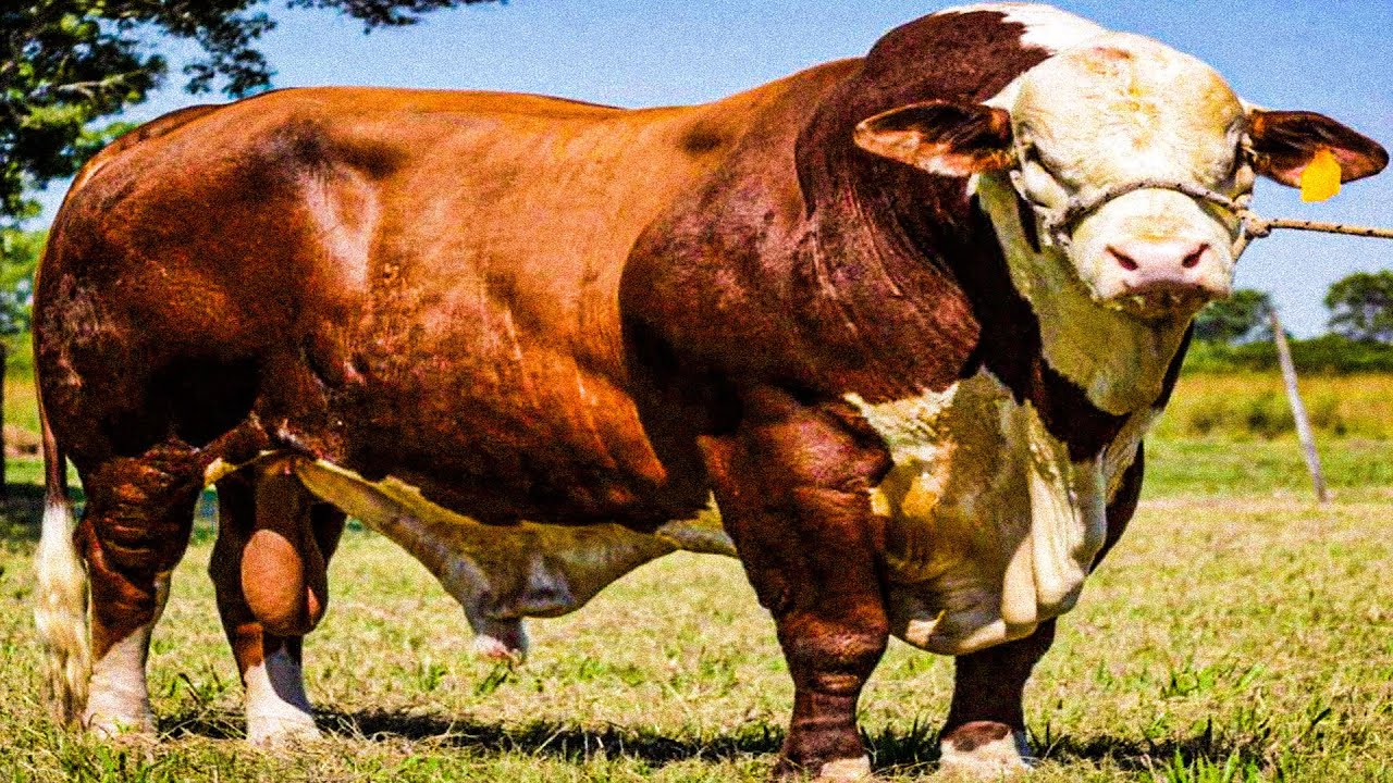 7 Huge Bulls Aberdeen Angus and Hereford Cow Modern Farming ...