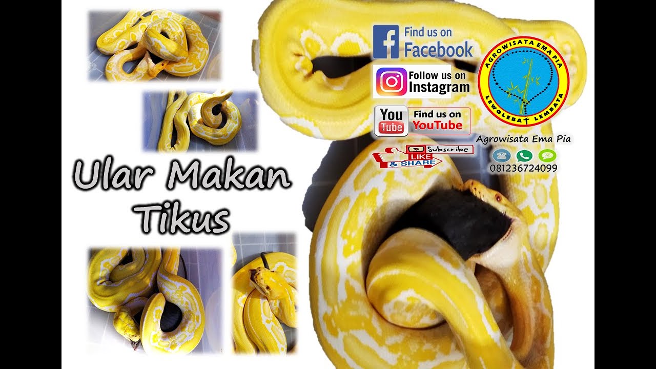 Ular Python Retic Tiger makan tikus @Agrowisata Ema Pia, Lewoleba ...