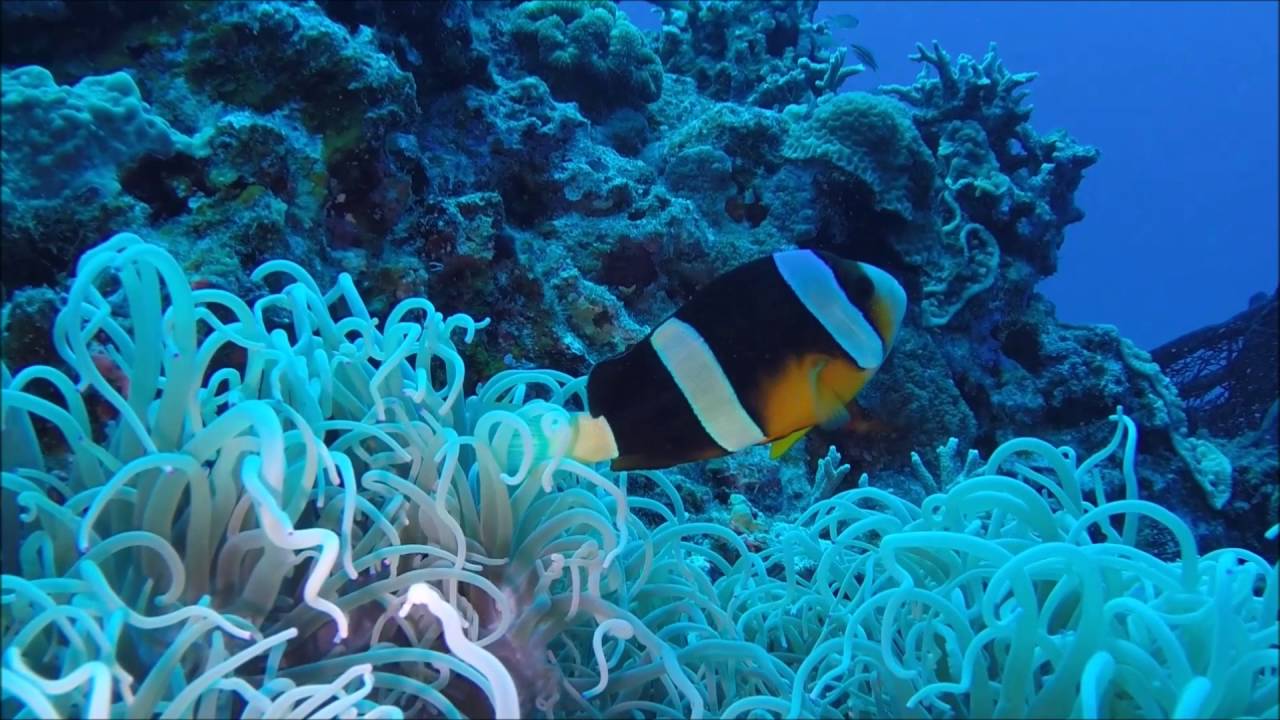 ZAMAMI DIVING NOMINPIA - YouTube