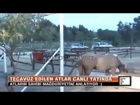 At çiftliği
