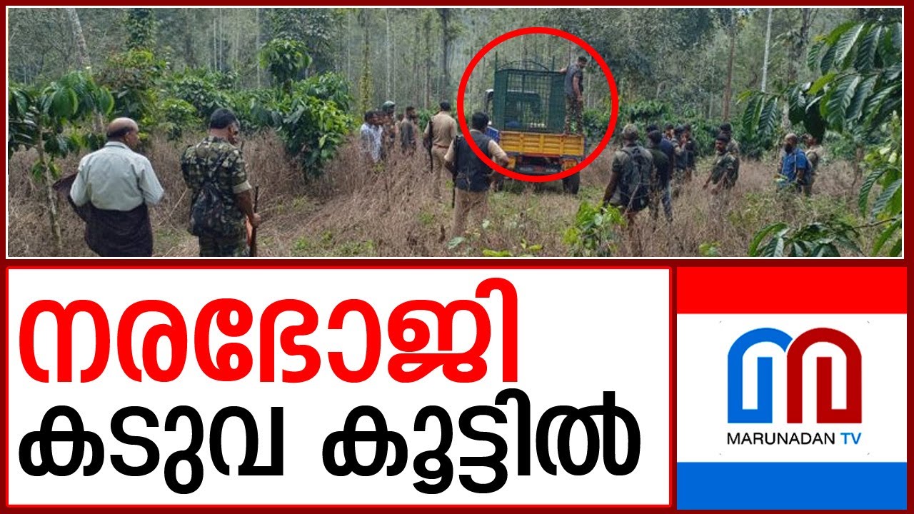 വയനാട്ടില്‍ നരഭോജി കടുവ കൂട്ടില്‍ I Tiger Wayanad Vakeri - YouTube