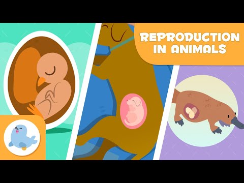What Reproductive Systems Do Arthropods Have