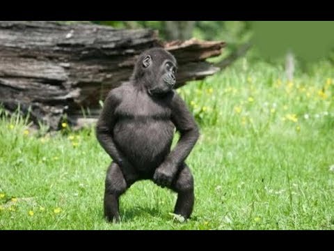 Cute Monkeys Part #1 - Funny Monkeys Will Make You Laugh Hard ...