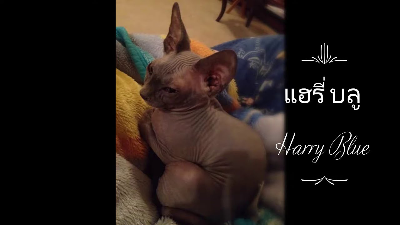 แมวไม่มีขน Harry Blue เปิดของขวัญอย่างเงี๊ยะ Ep#6 - YouTube
