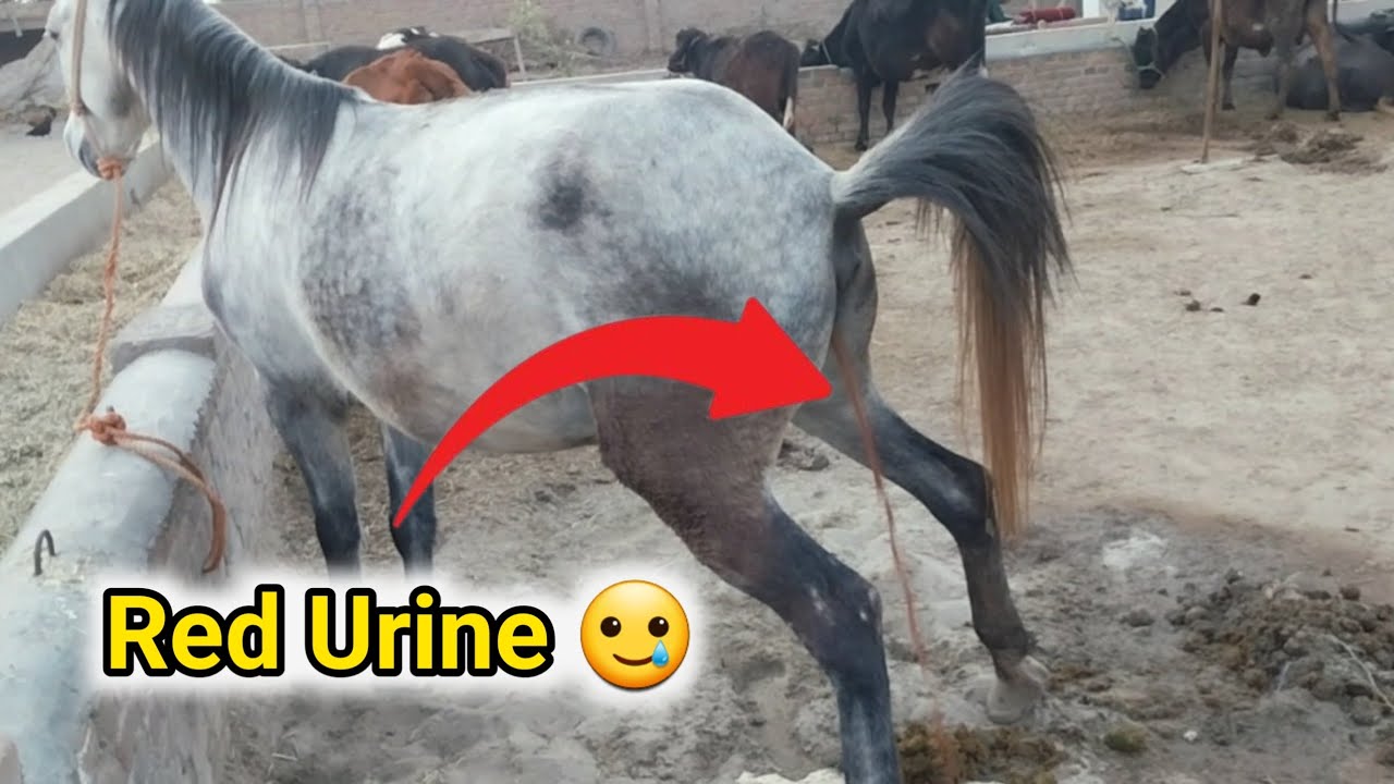Horse pee 🥲 | Horse peeing | Red Urine - YouTube