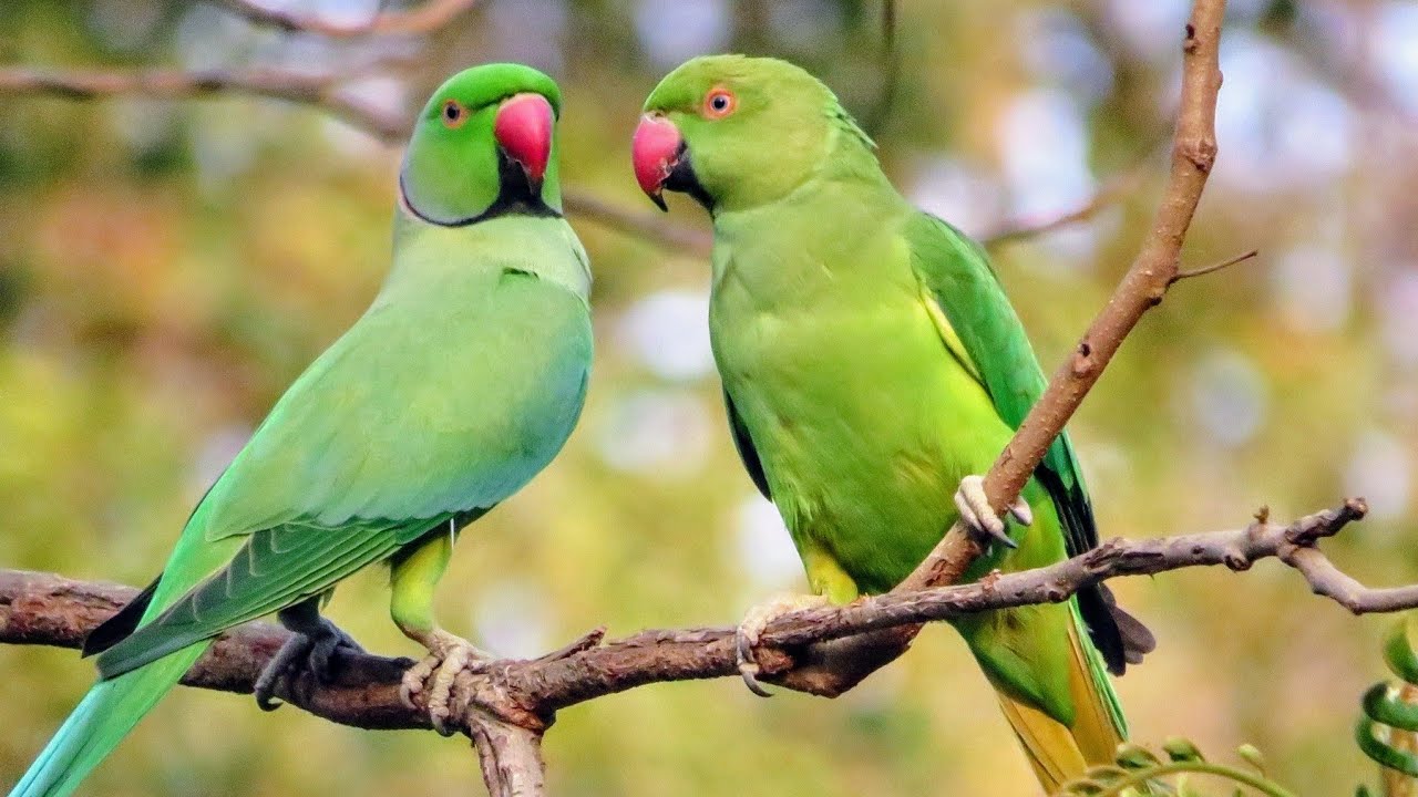 Natural Lifestyle of Indian Ringneck Parrots | Parrots living Naturally ...